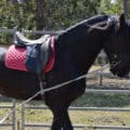 Long-Reining Part 2: Horse Training Course Part 8 | Horses and People