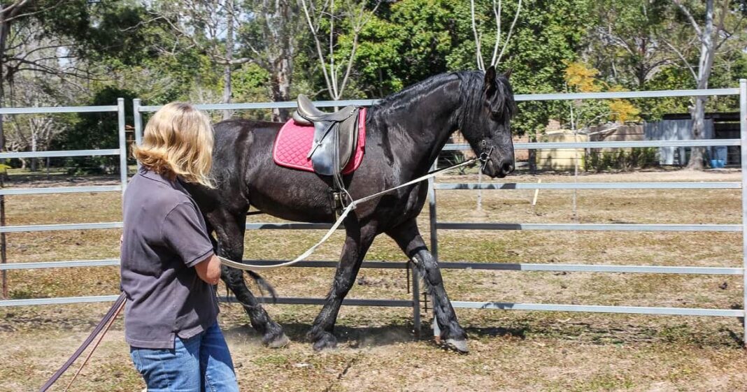 Long-Reining Part 2: Horse Training Course Part 8 - Horses and People