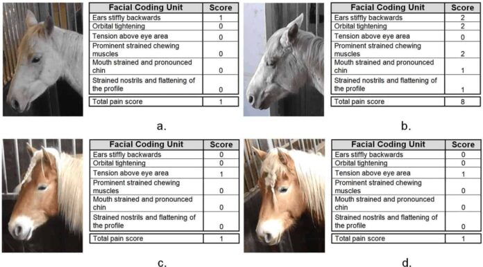 The Horse Grimace Scale Helps Recognise Pain