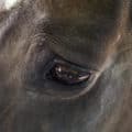 The Equine Pain Face | Horses and People