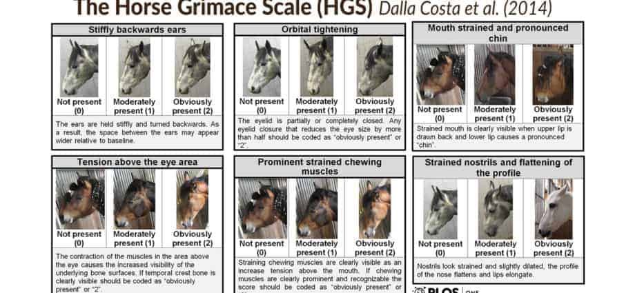 The Horse Grimace Scale Helps Recognise Pain | Horses and People