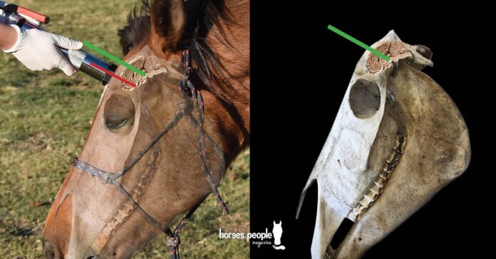 End-of-life Options and problems with horse slaughter - Horses and People