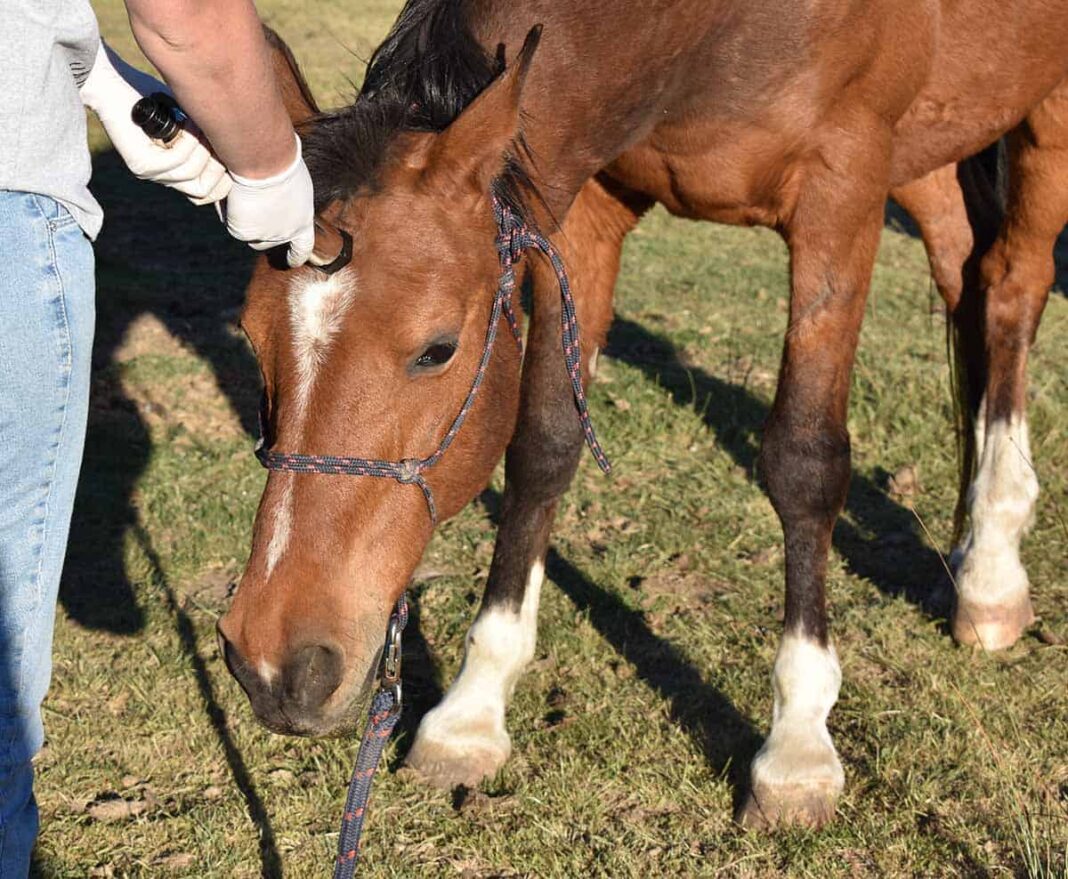 End-of-life Options and problems with horse slaughter - Horses and People