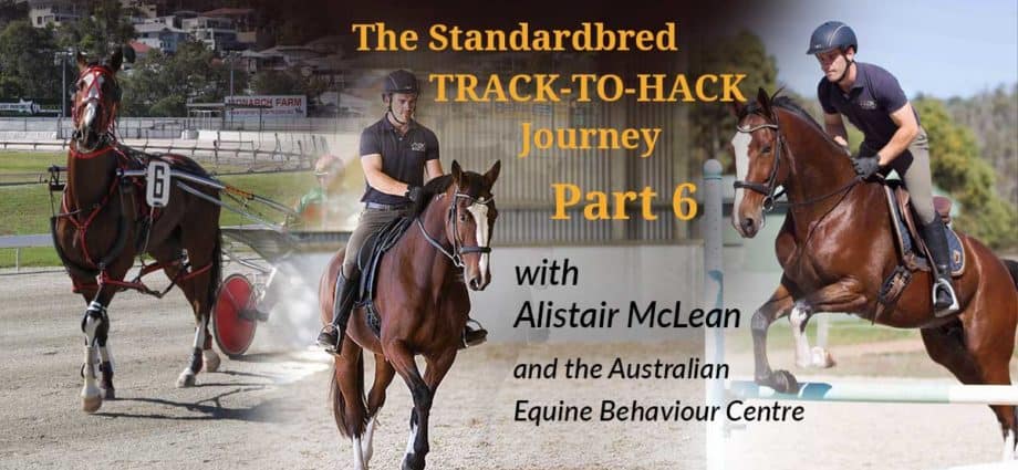 The Standardbred’s Track-to-Hack Journey Part 6: Refining the Canter ...