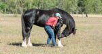 Core Strength Training for Horses | Horses and People