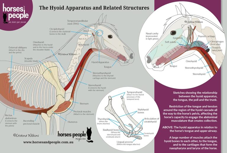 The Hype About The Hyoid Apparatus - Horses and People
