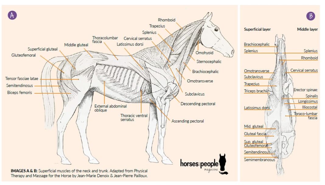 3 Beneficial Stretches and Core Strengthening For Your Horse