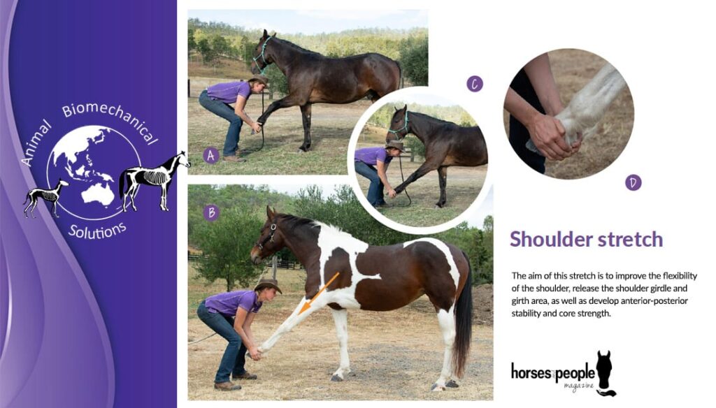 3 Beneficial Stretches And Core Strengthening For Your Horse