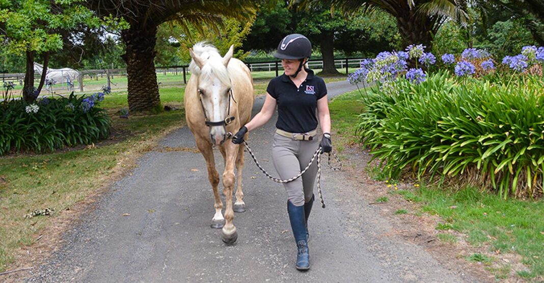 Setting Good Ground Rules: The First Principles of Horse Training ...