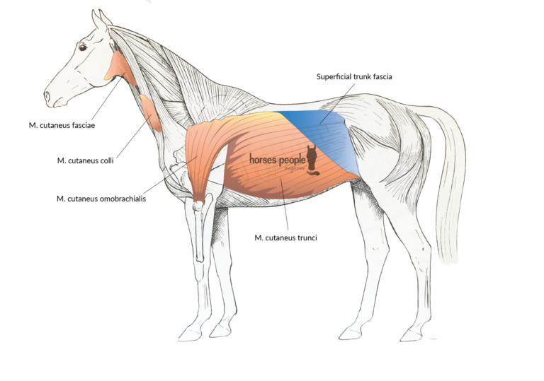 A Fly Went By... The Cutaneus Muscle Reflex in Horses