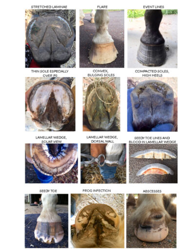 Early signs of laminitis in horses